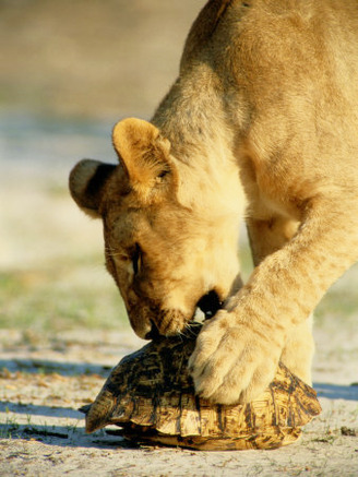 A One-Year-Old Lion Cub Investigates a Leopard Tortoise :: Print